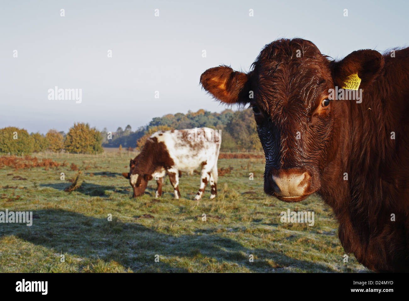 Domestic Cattle beef bullocks close-up head grazing used conservation ...