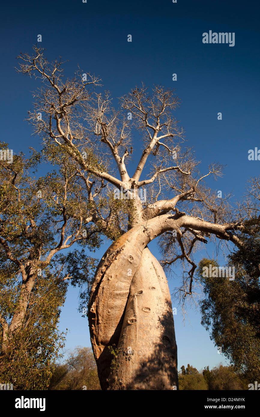 Madagascar, Morondava, the Lovers, Les baobabs amoureux, entwined ...
