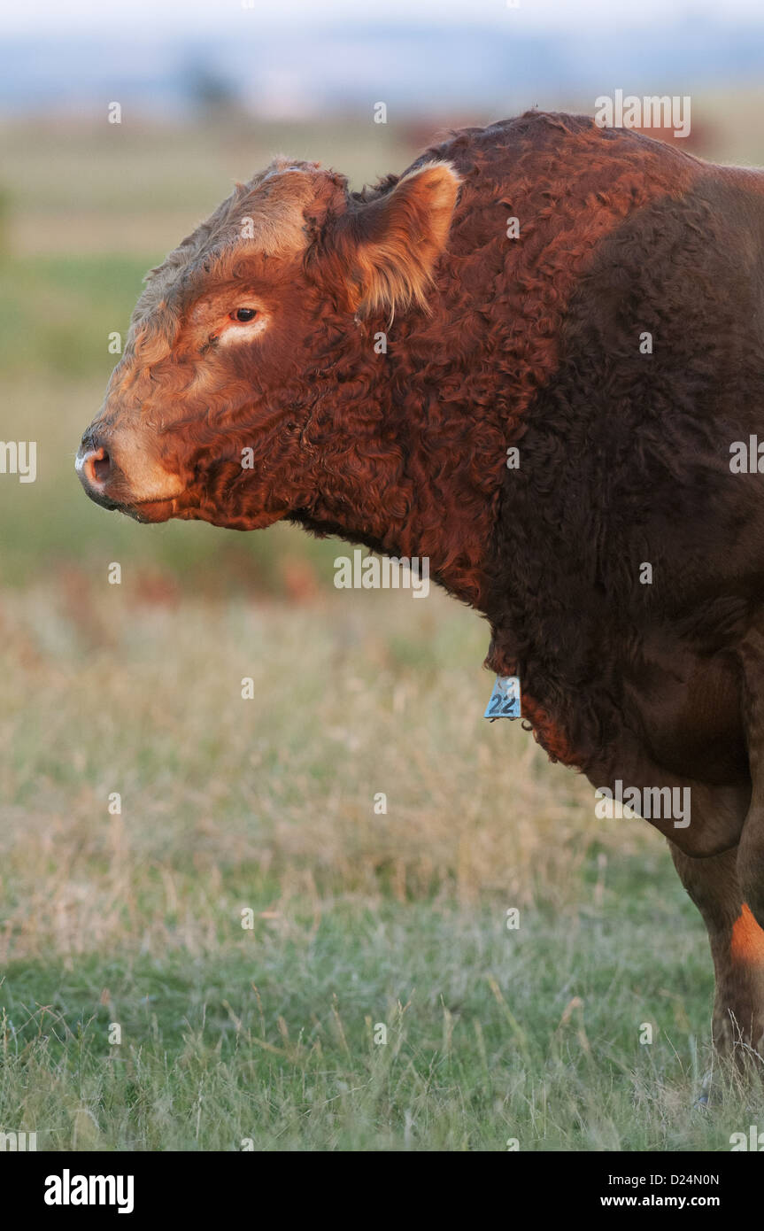 Domestic Cattle Limousin bull close-up head chest with neck ...
