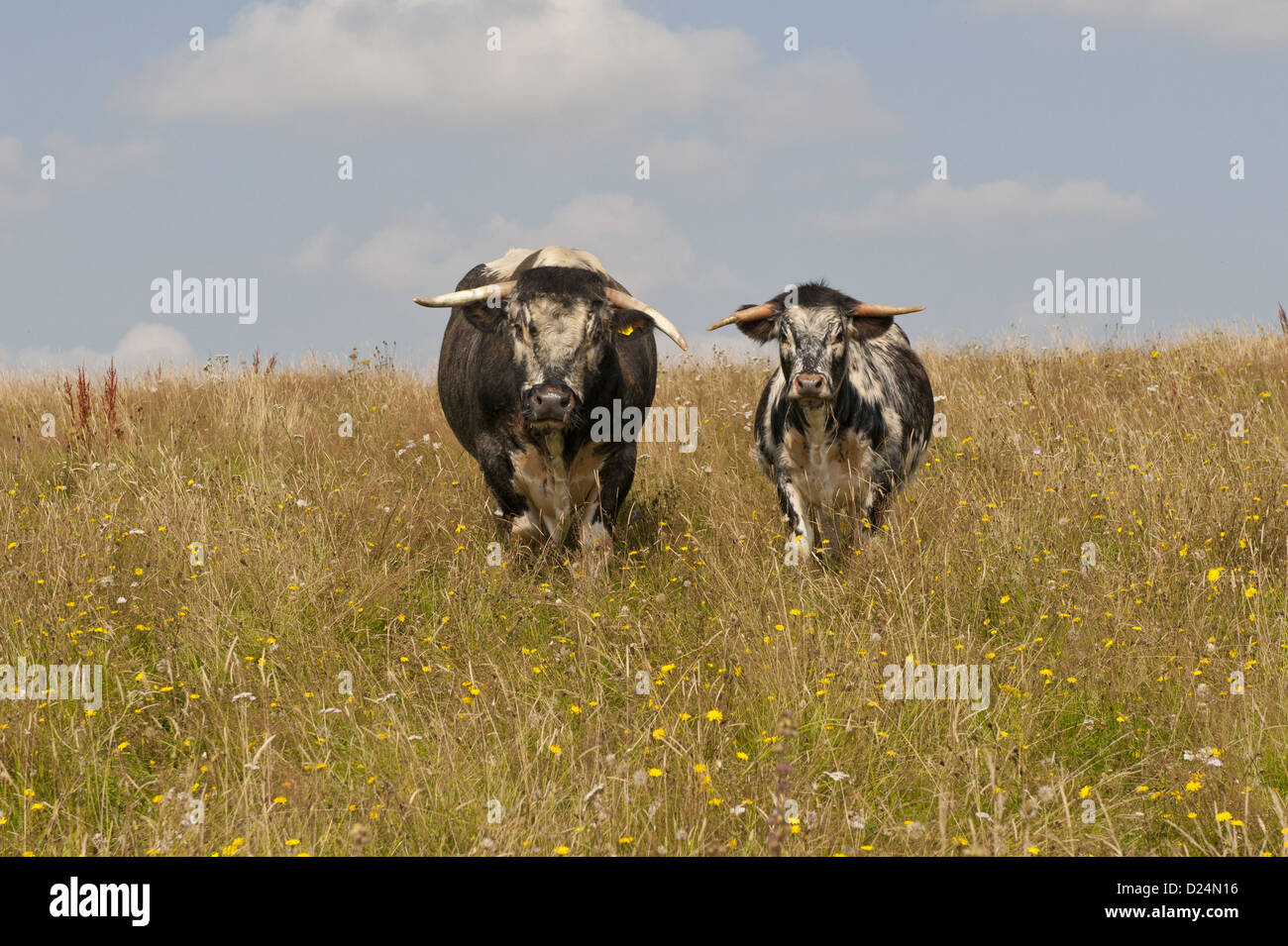 Domestic Cattle, Longhorn, bull and bull calf, standing in pasture ...
