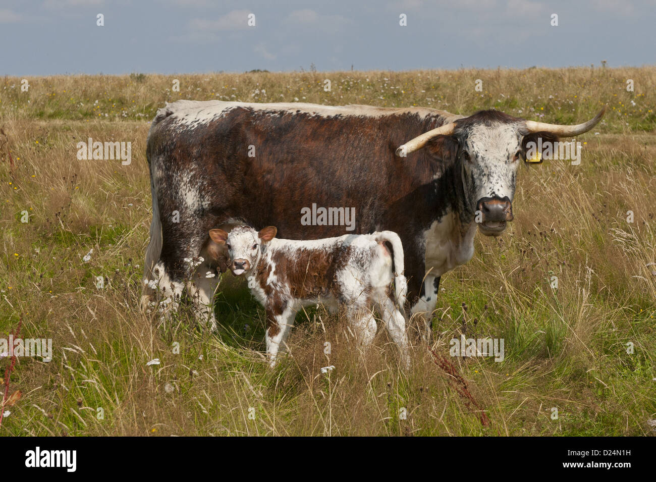Domestic Cattle, Longhorn, cow with calf, standing in pasture, Norfolk ...