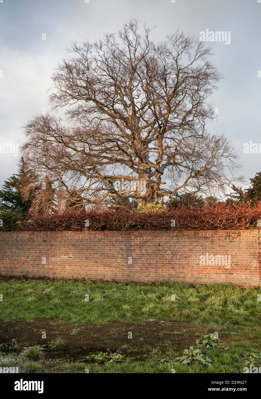 The Asgill House Copper Beech - a 'great tree of London' marked with a ...