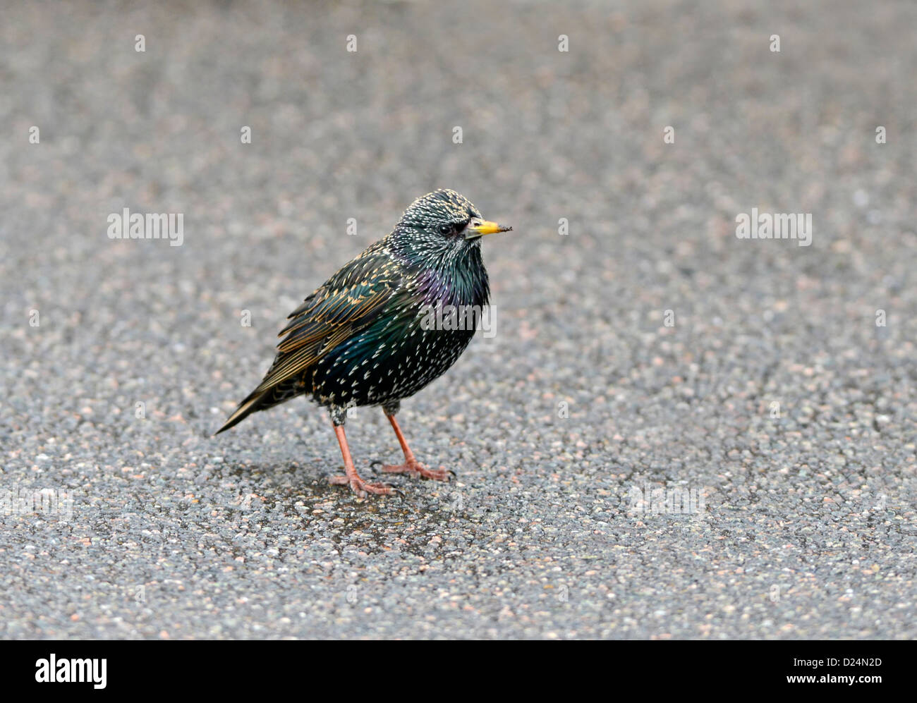 Common starling common starling sturnus hi-res stock photography and ...