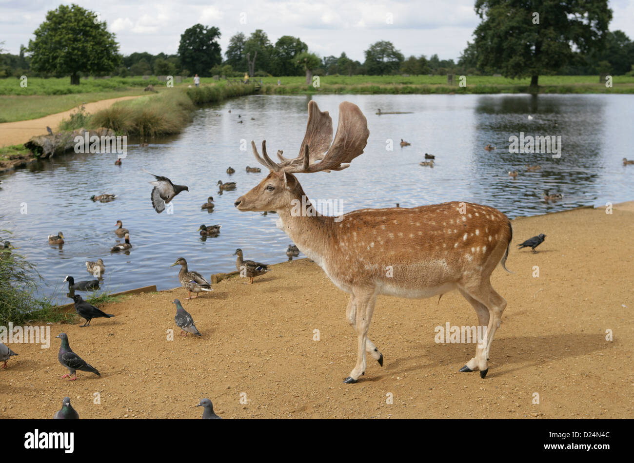 Fallow Deer Dama dama buck with Feral Pigeon Columba livia Mallard Duck ...