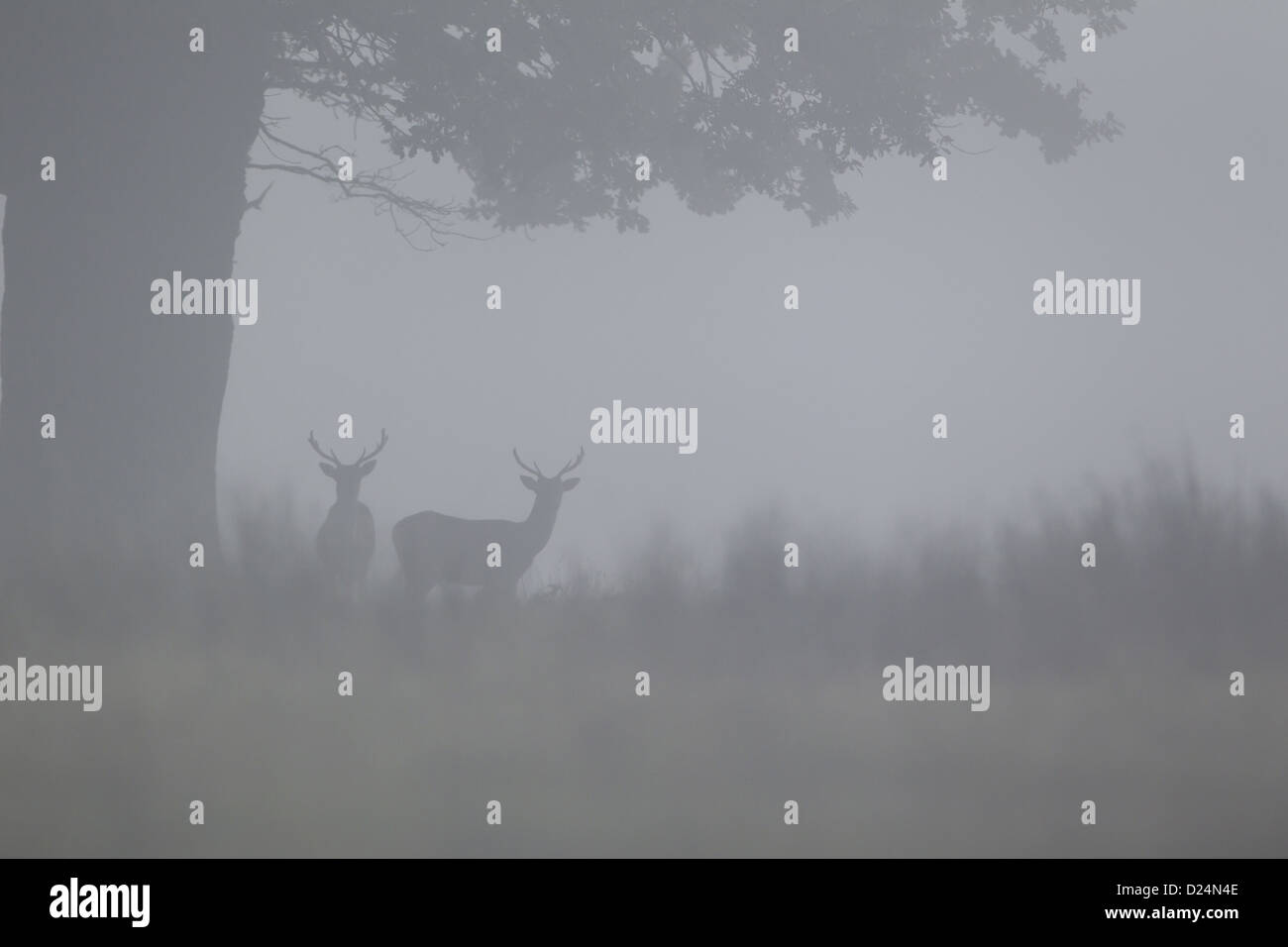 Fallow Deer (Dama dama) two bucks, standing under oak tree in fog ...