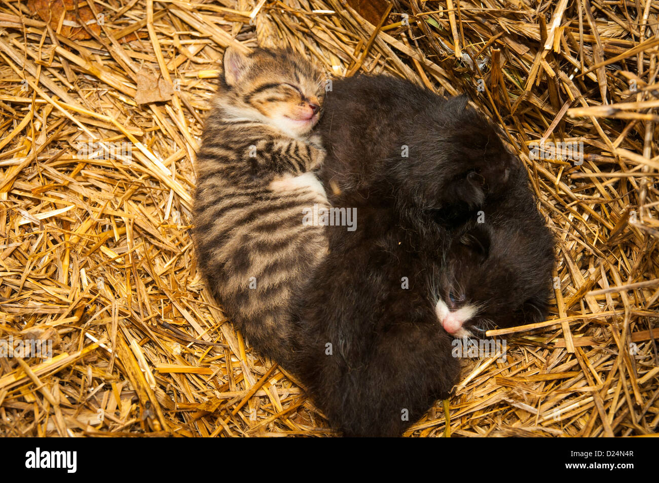 An image of young cats in the barn lying on the straw Stock Photo - Alamy