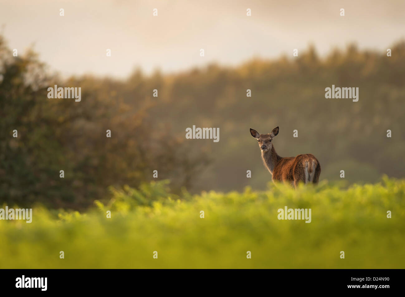 Deer looking back hi-res stock photography and images - Alamy