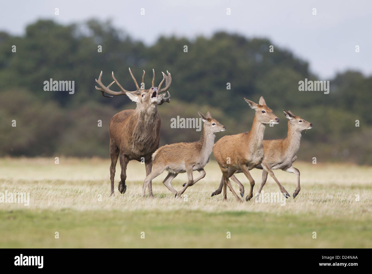 Two Stags Running High Resolution Stock Photography and Images - Alamy