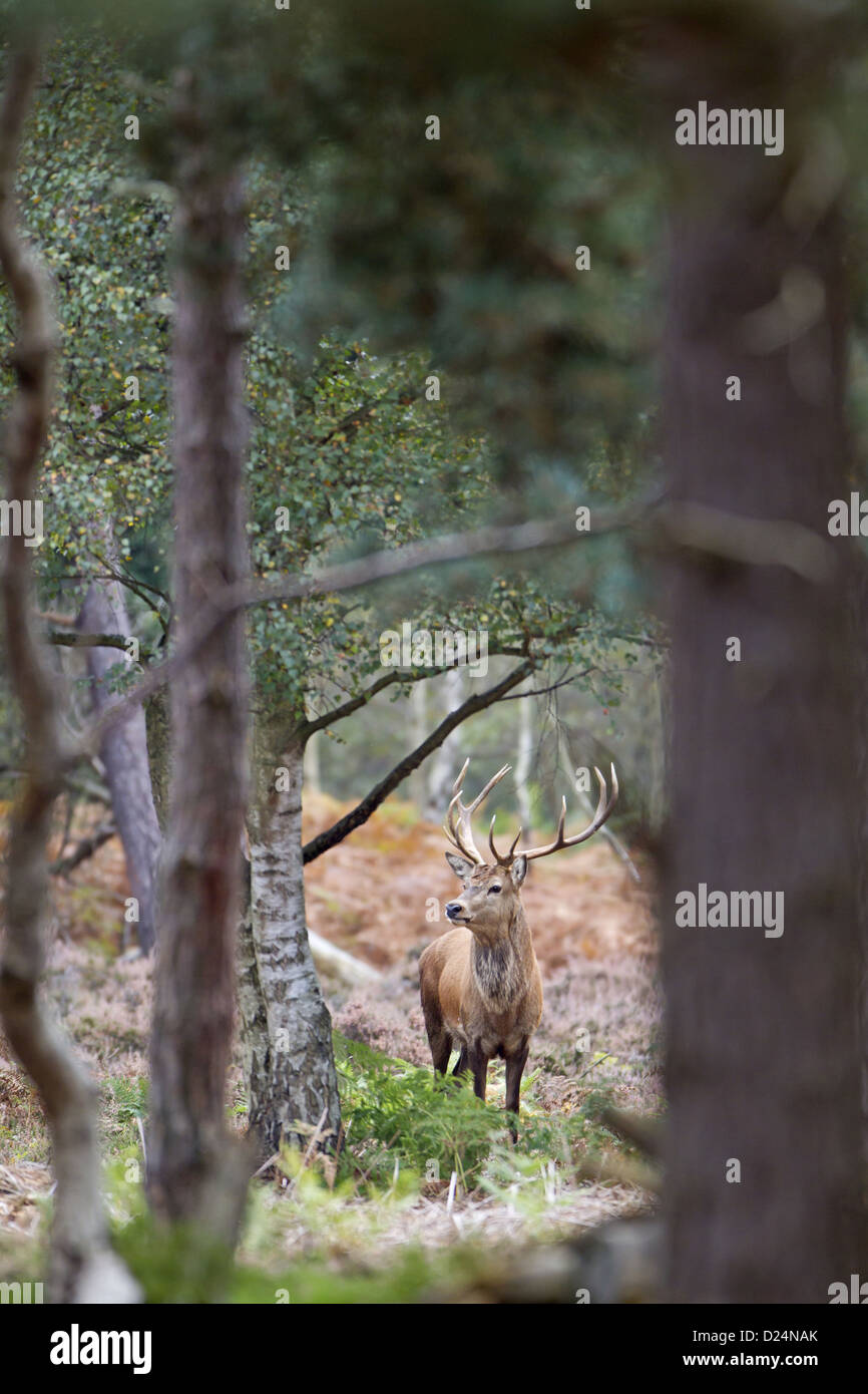Stag tree hi-res stock photography and images - Alamy