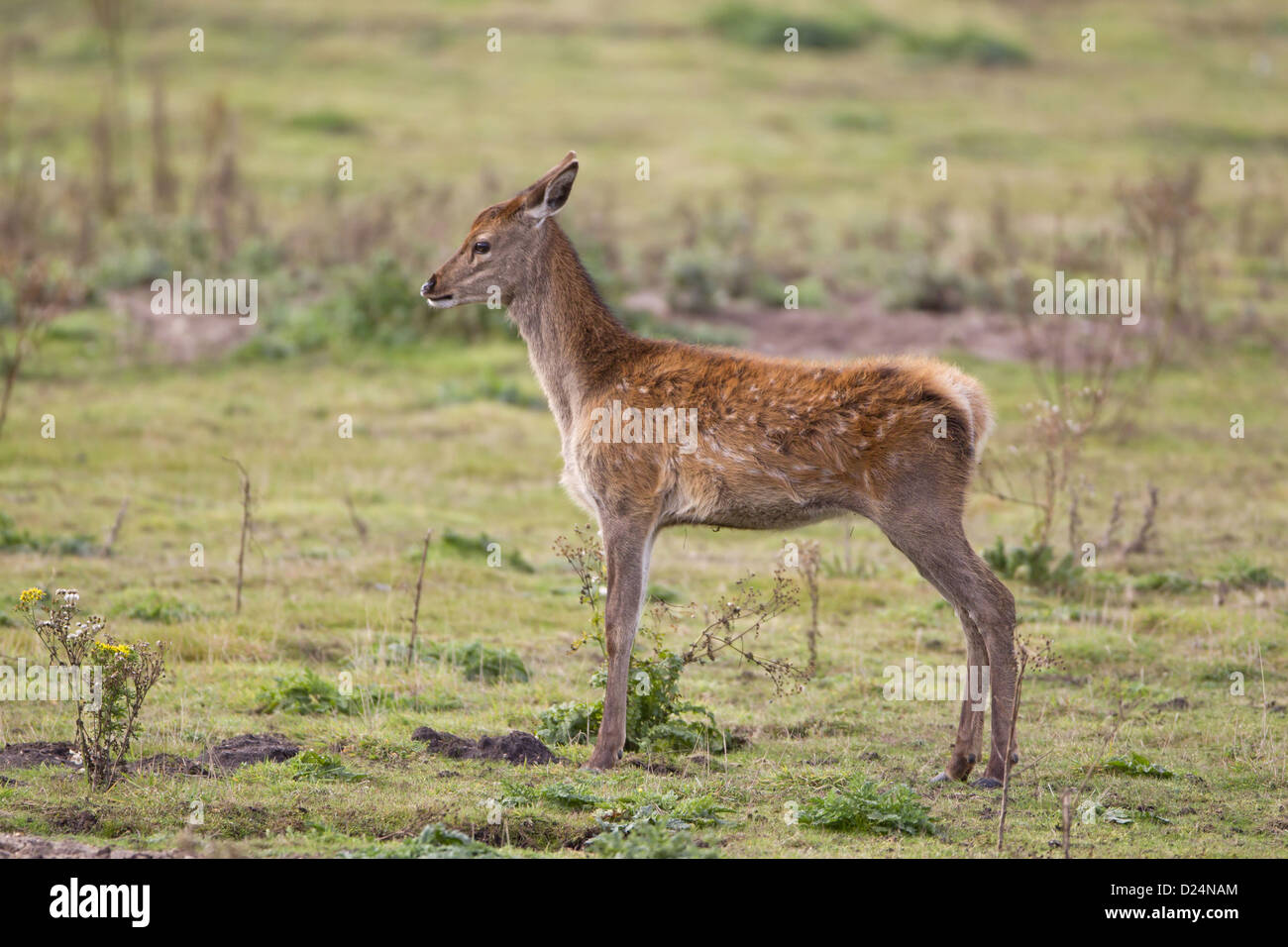 Red Deer (Cervus elaphus) calf, stretching, standing in grassland ...