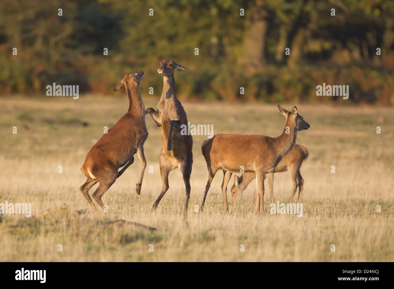 Red Deer (Cervus elaphus) hinds 'boxing' standing on rear legs on grass ...