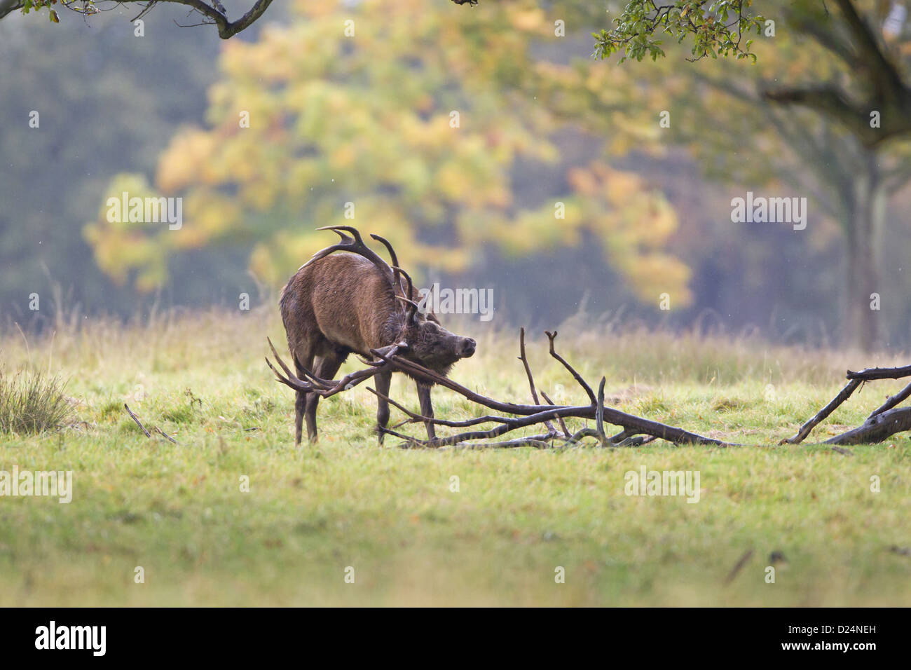 Antler rubbing hi-res stock photography and images - Alamy
