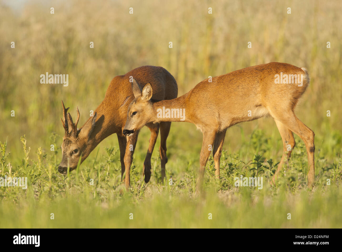 Western Roe Deer (Capreolus capreolus) buck and doe, feeding in set ...