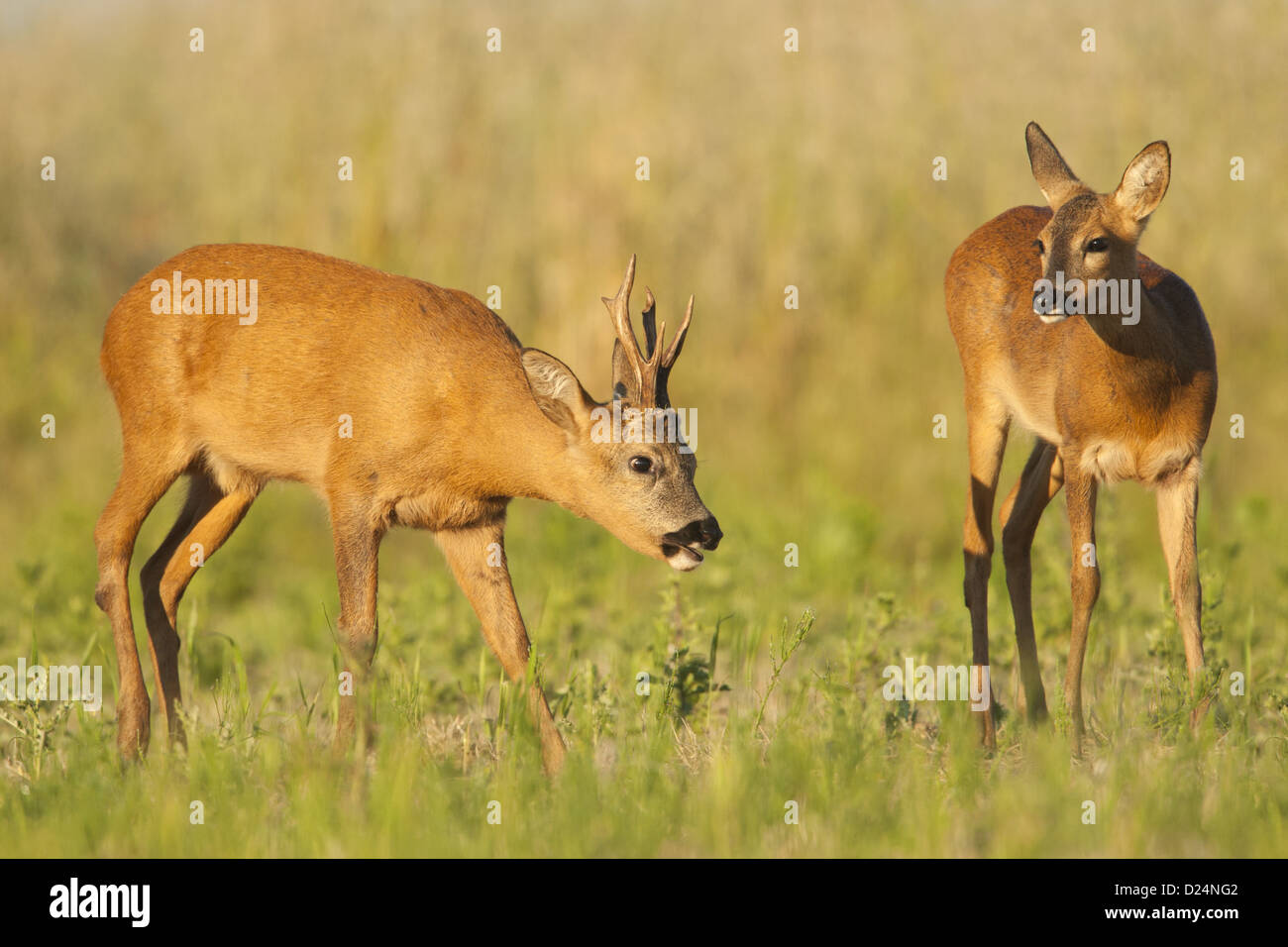 Western Roe Deer (Capreolus capreolus) buck and doe, feeding in set ...