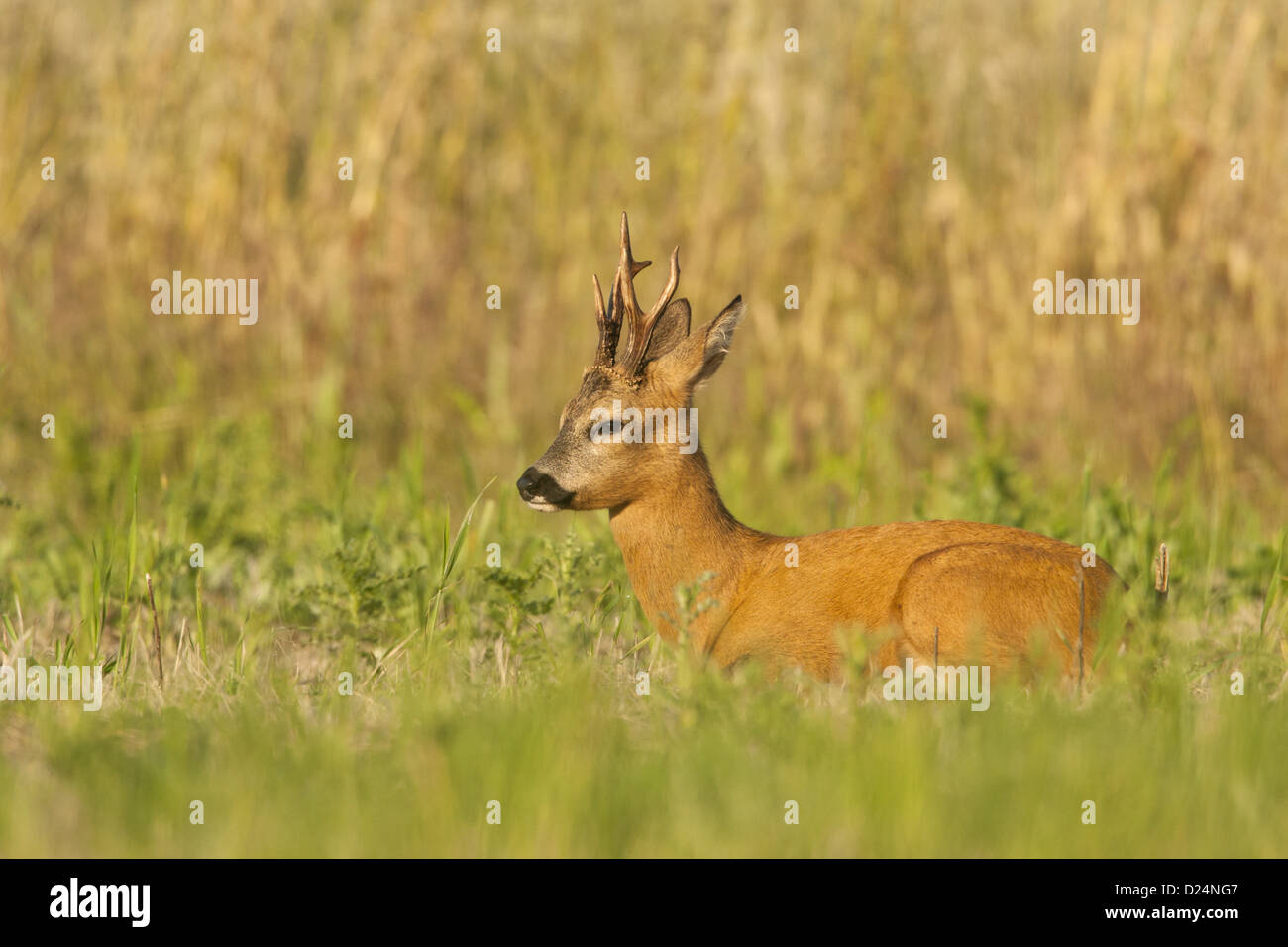 Western Roe Deer (Capreolus capreolus) buck, laying in set-aside field ...