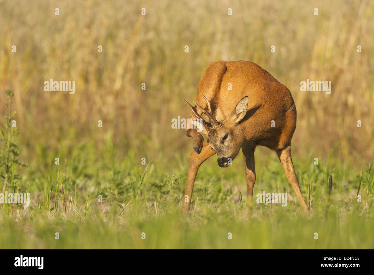 Western Roe Deer (Capreolus capreolus) buck, scratching in set-aside ...