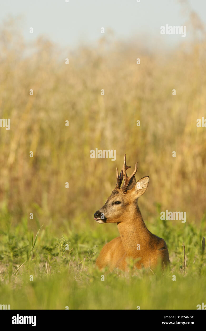 Western Roe Deer (Capreolus capreolus) buck, licking nose, laying in ...