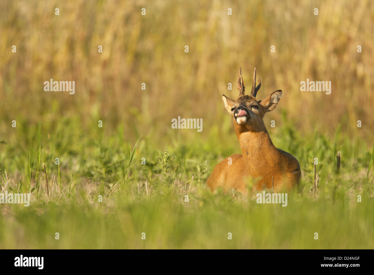 Western Roe Deer (Capreolus capreolus) buck, licking nose, laying in ...