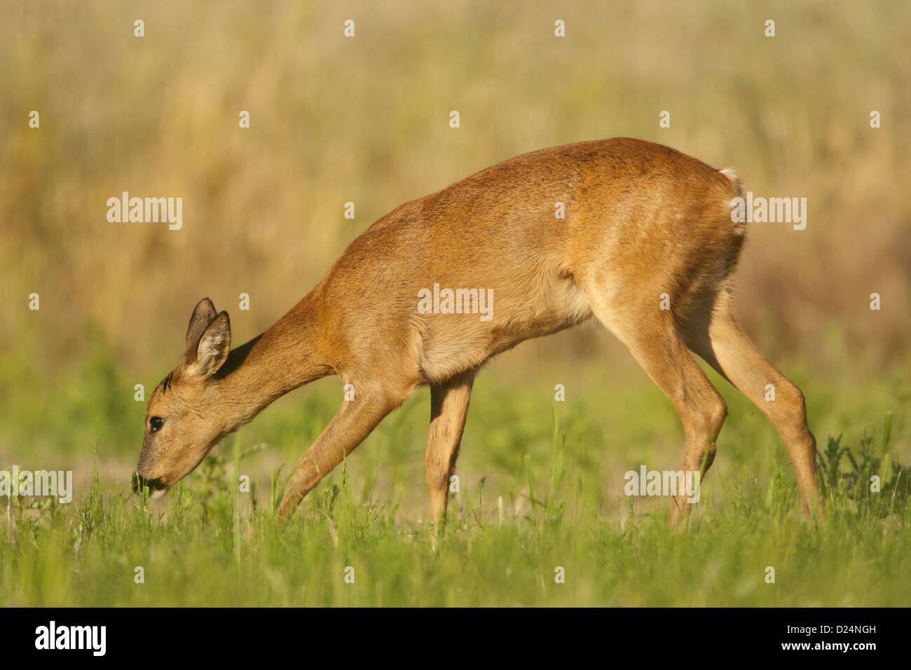 Western Roe Deer (Capreolus capreolus) doe, feeding in set-aside field ...