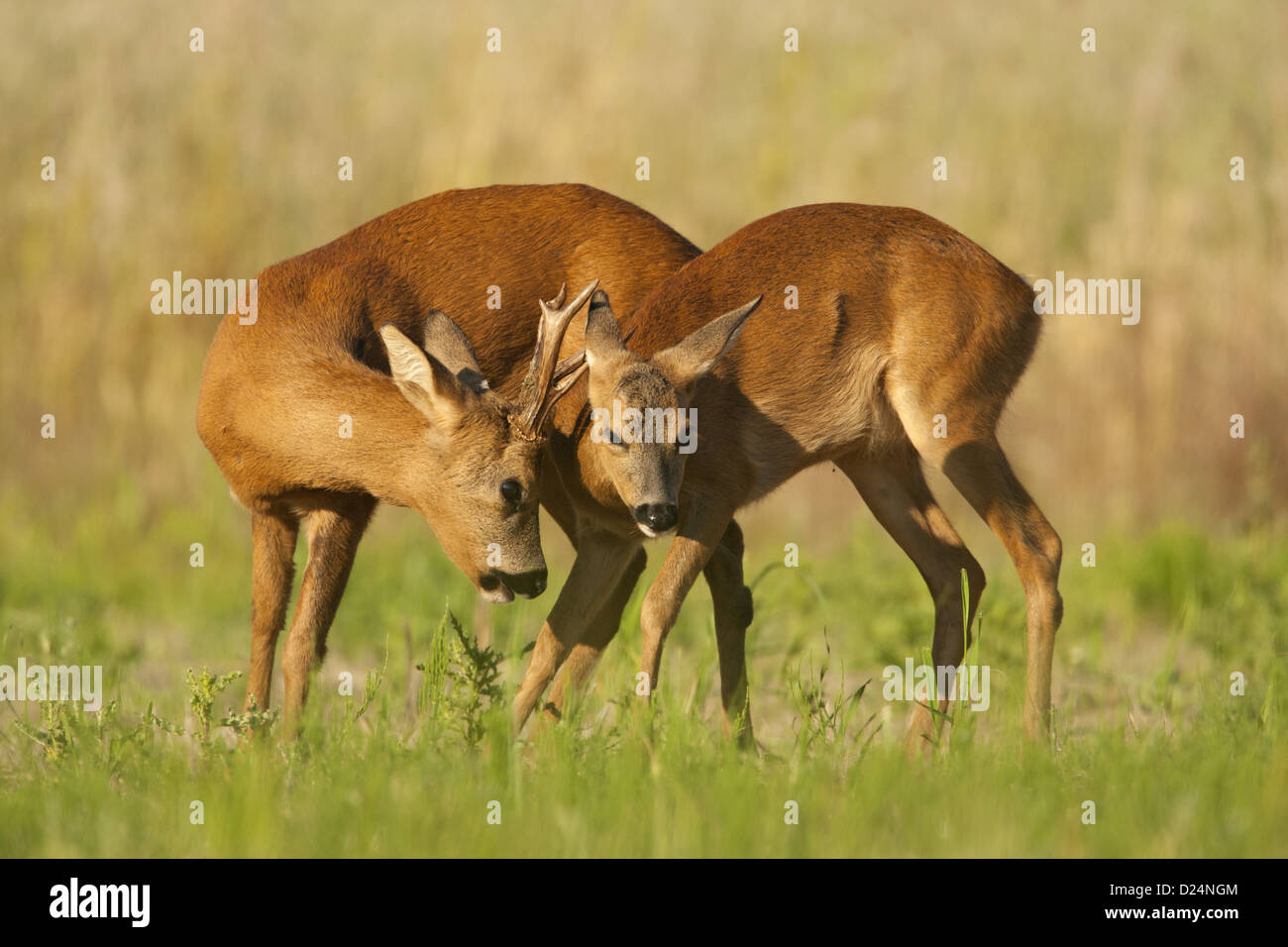Western Roe Deer (Capreolus capreolus) buck and doe, courting behaviour ...