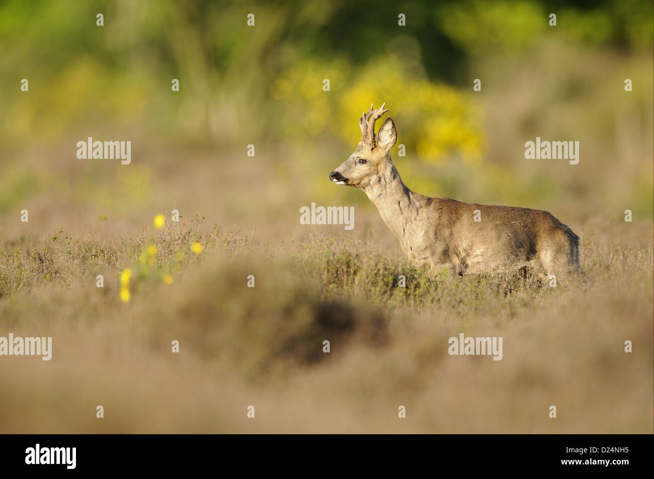 Western Roe Deer (Capreolus capreolus) buck, running through heather ...