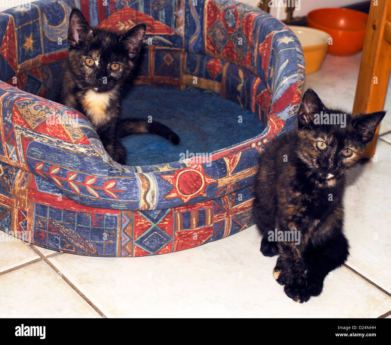 Two Tortoiseshell Kittens and Basket Stock Photo - Alamy