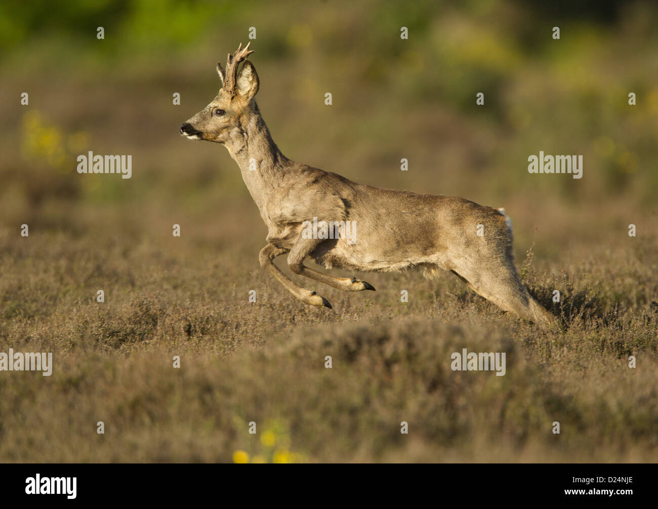 Western Roe Deer (Capreolus capreolus) buck, running through heather on ...