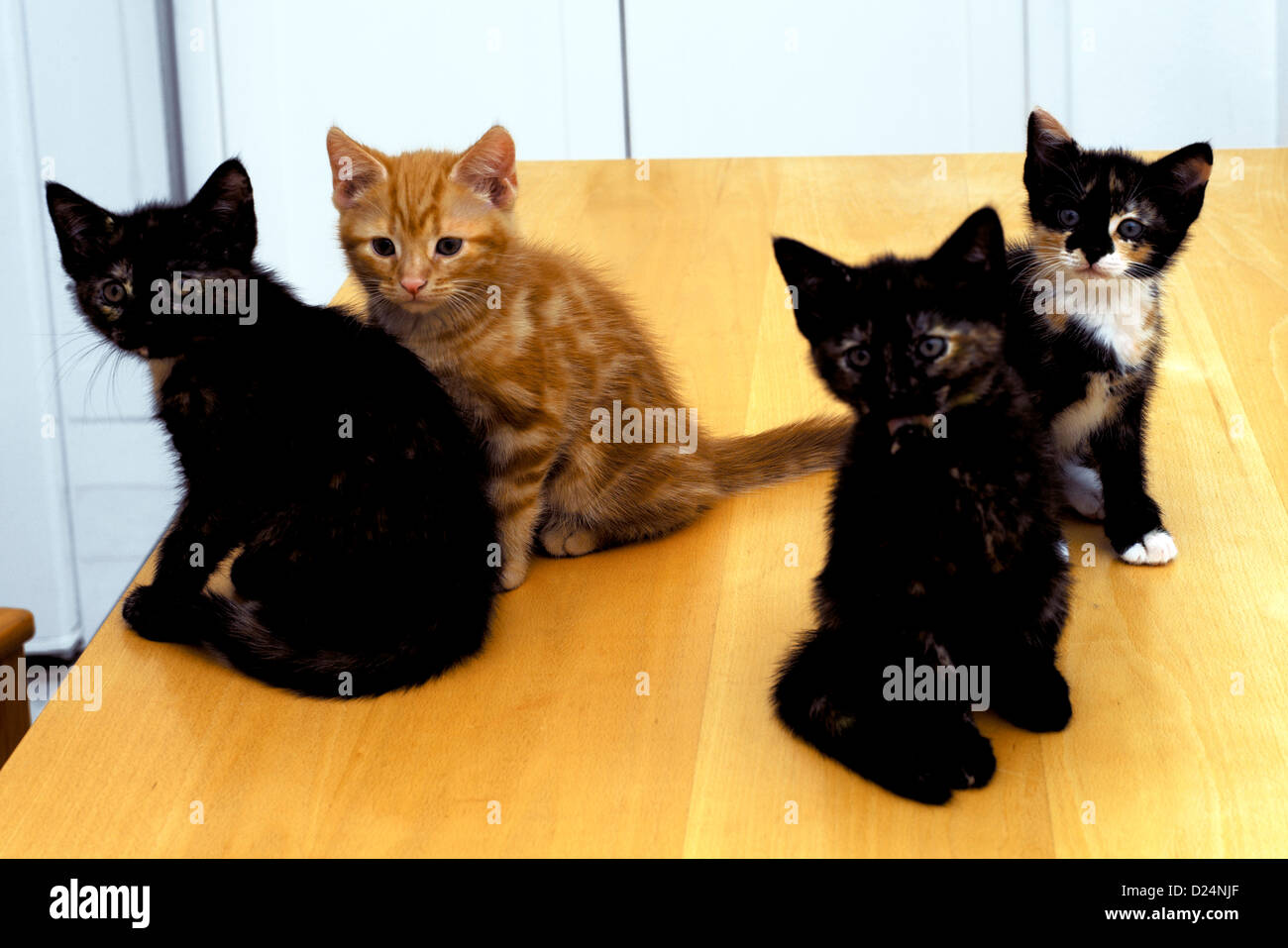 Four Kittens Seven Weeks Old Stock Photo - Alamy