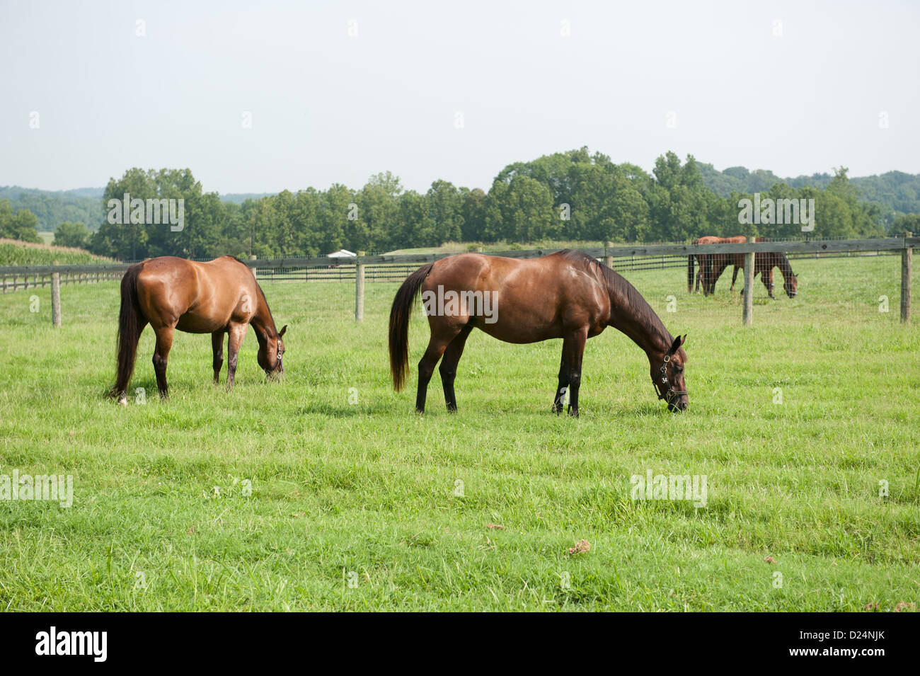 Equestrian grazing hi-res stock photography and images - Alamy
