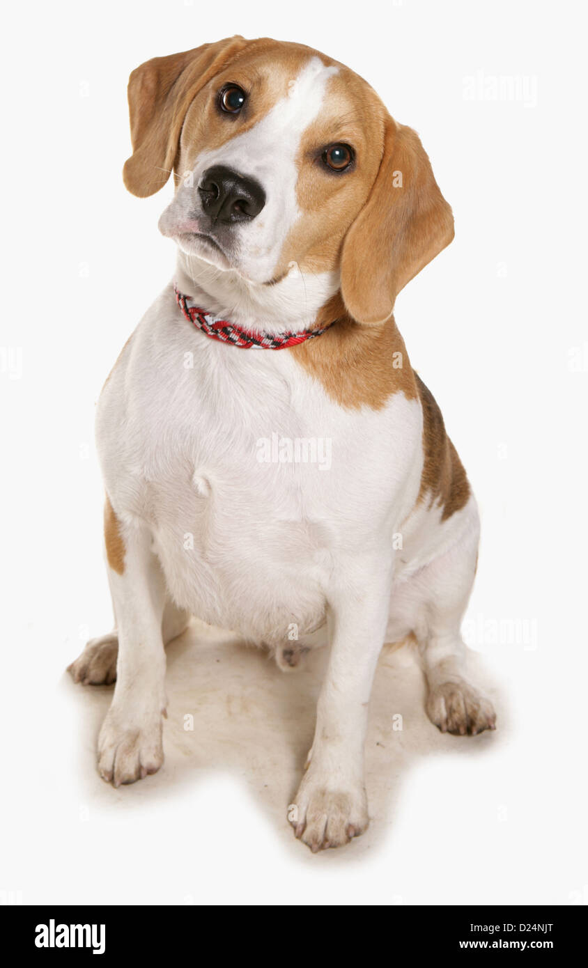 Domestic Dog, Beagle, adult, sitting Stock Photo - Alamy