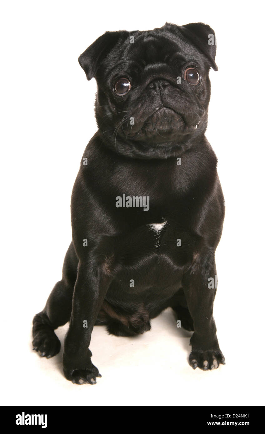 Domestic Dog, Pug, adult, sitting Stock Photo - Alamy