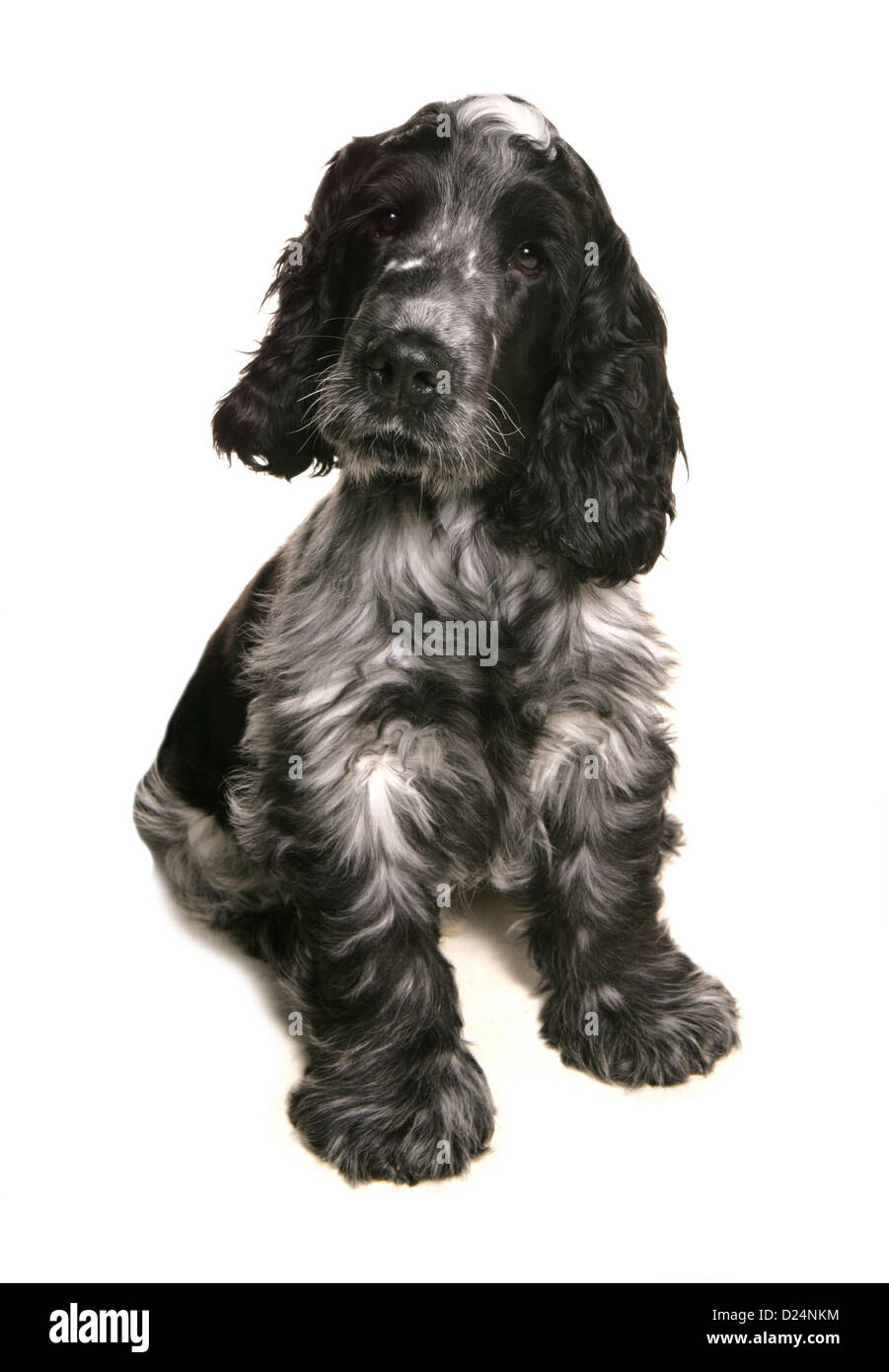Domestic Dog, Cocker Spaniel, adult, sitting Stock Photo - Alamy