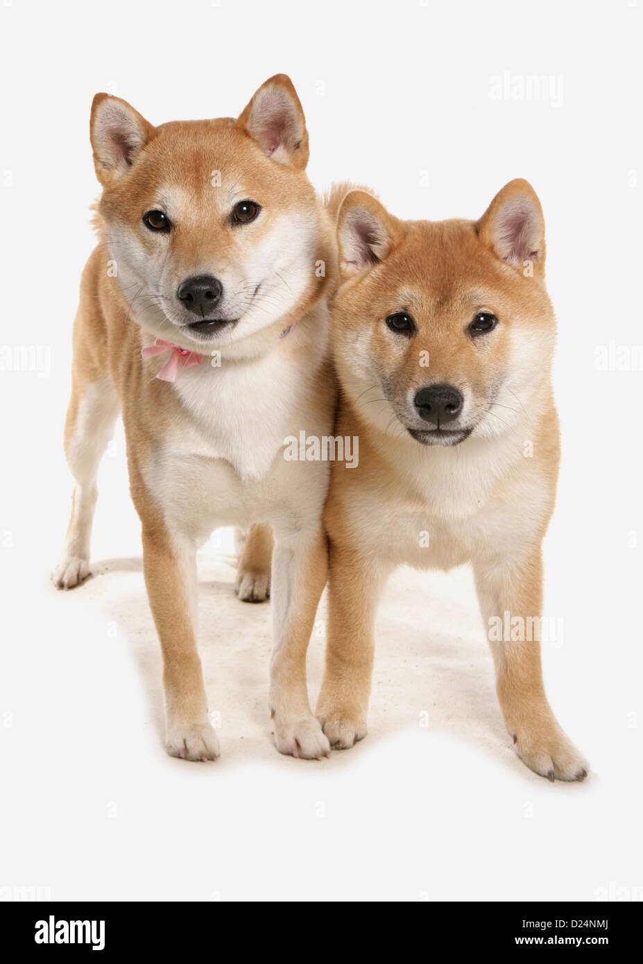Shiba Blanco All White Shiba Inu Top