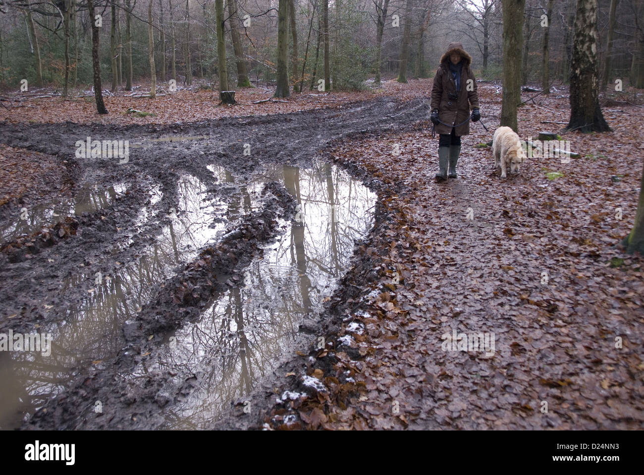 Domestic Dog Golden Retriever adult walking on lead held woman owner ...