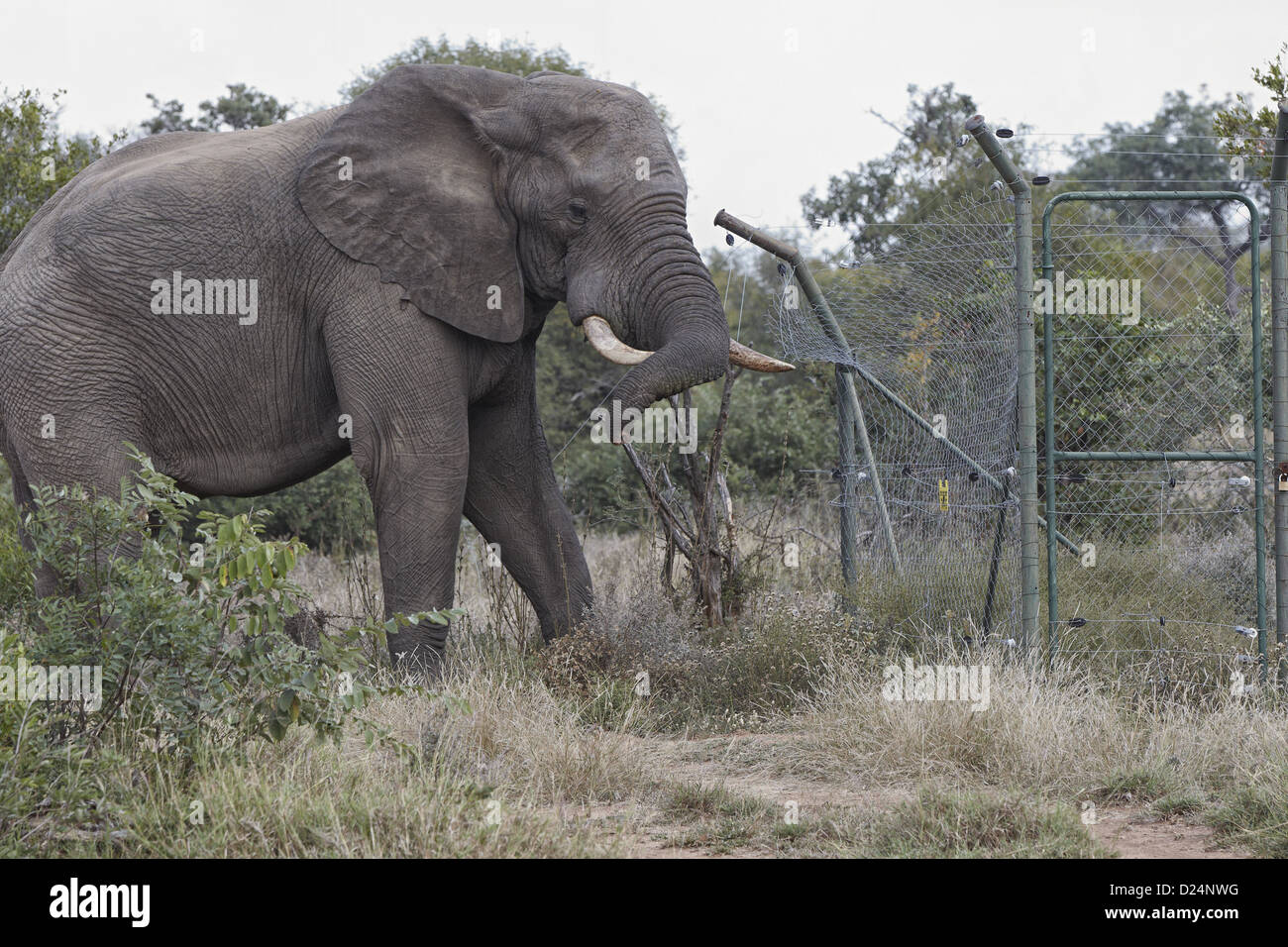 Fenced elephant High Resolution Stock Photography and Images - Alamy