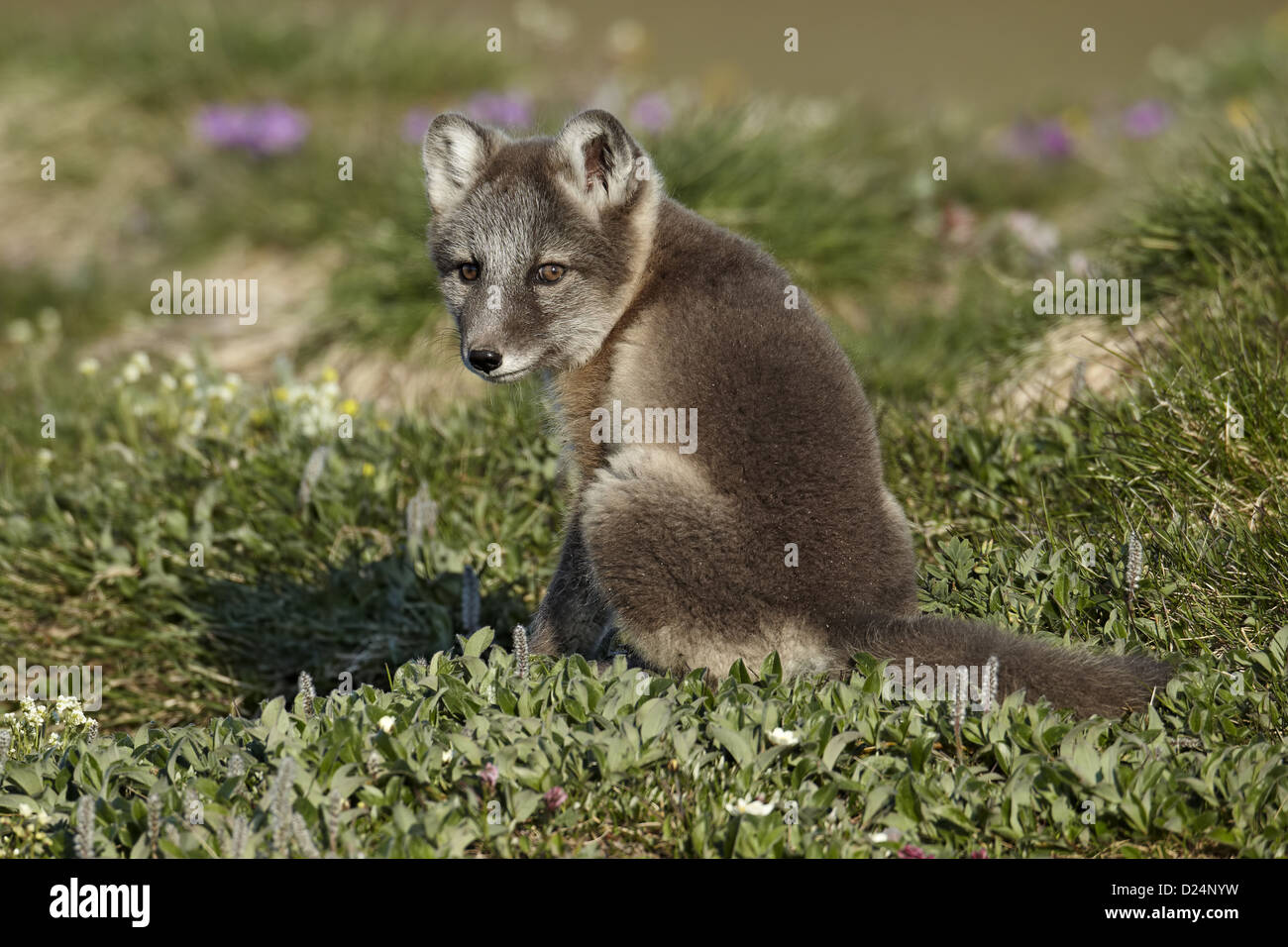 Arctic Fox (Alopex lagopus) cub, looking over shoulder, sitting near ...