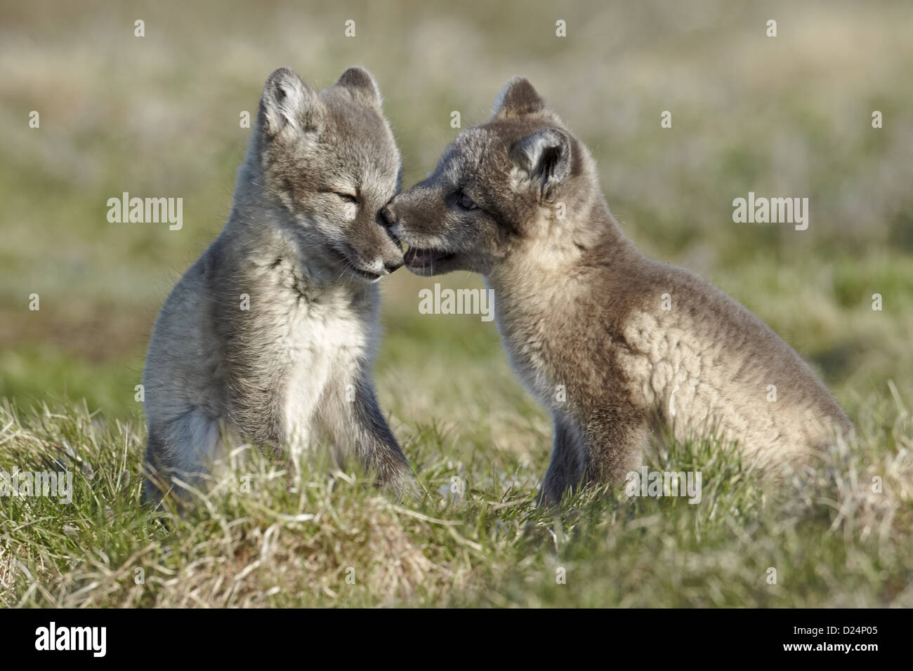 Arctic Fox (Alopex lagopus) two cubs, playing, Nunavut, Canada, July ...