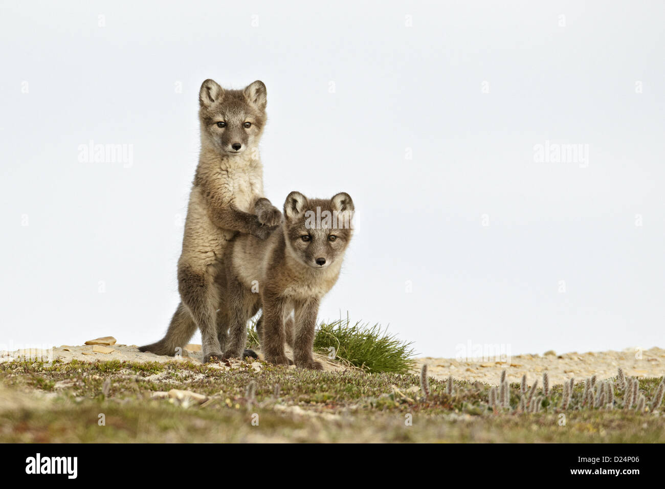 Arctic Fox (Alopex lagopus) two cubs, playing, Nunavut, Canada, July ...