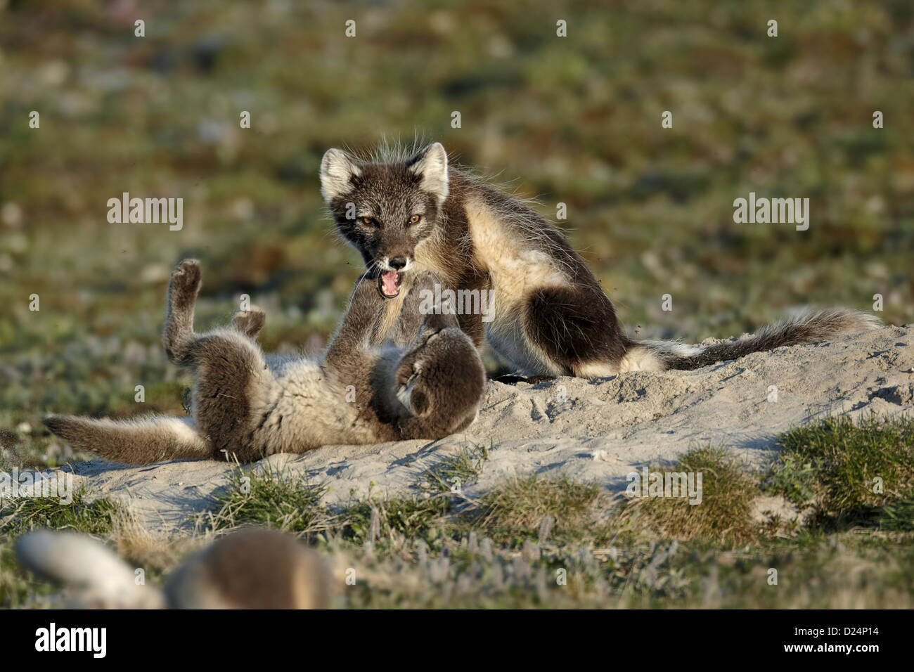 Arctic Fox (Alopex lagopus) adult female, summer coat, playing with cub ...