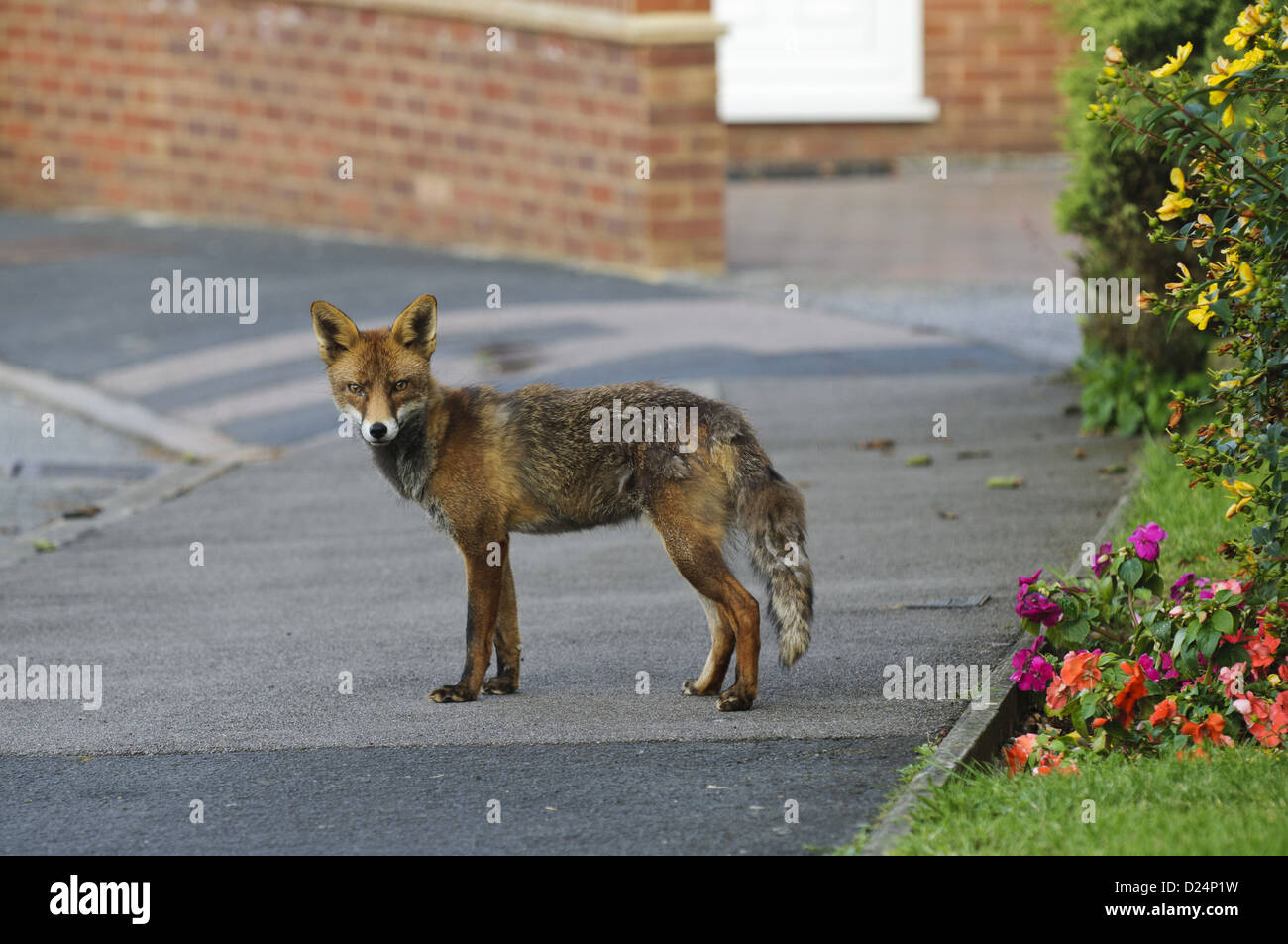 Suburban fox hi-res stock photography and images - Alamy