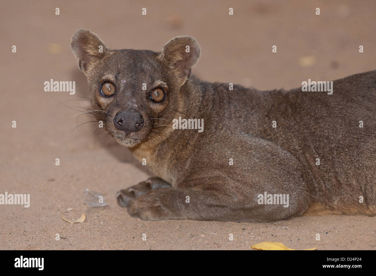 Fossa (Cryptoprocta ferox) adult male, resting on forest path at night ...
