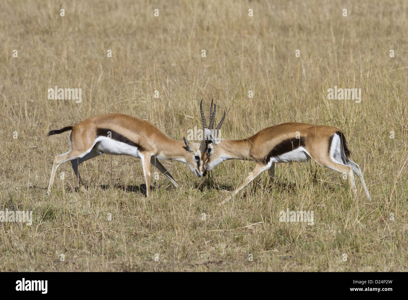 Thomson's Gazelle (Gazella thomsoni) two adult males, fighting, Masai ...