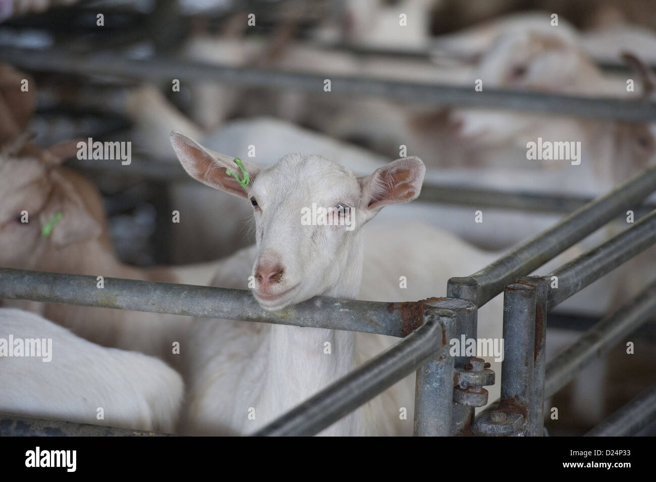 Domestic Goat Boer cross dairy goats sold meat in pens at livestock ...