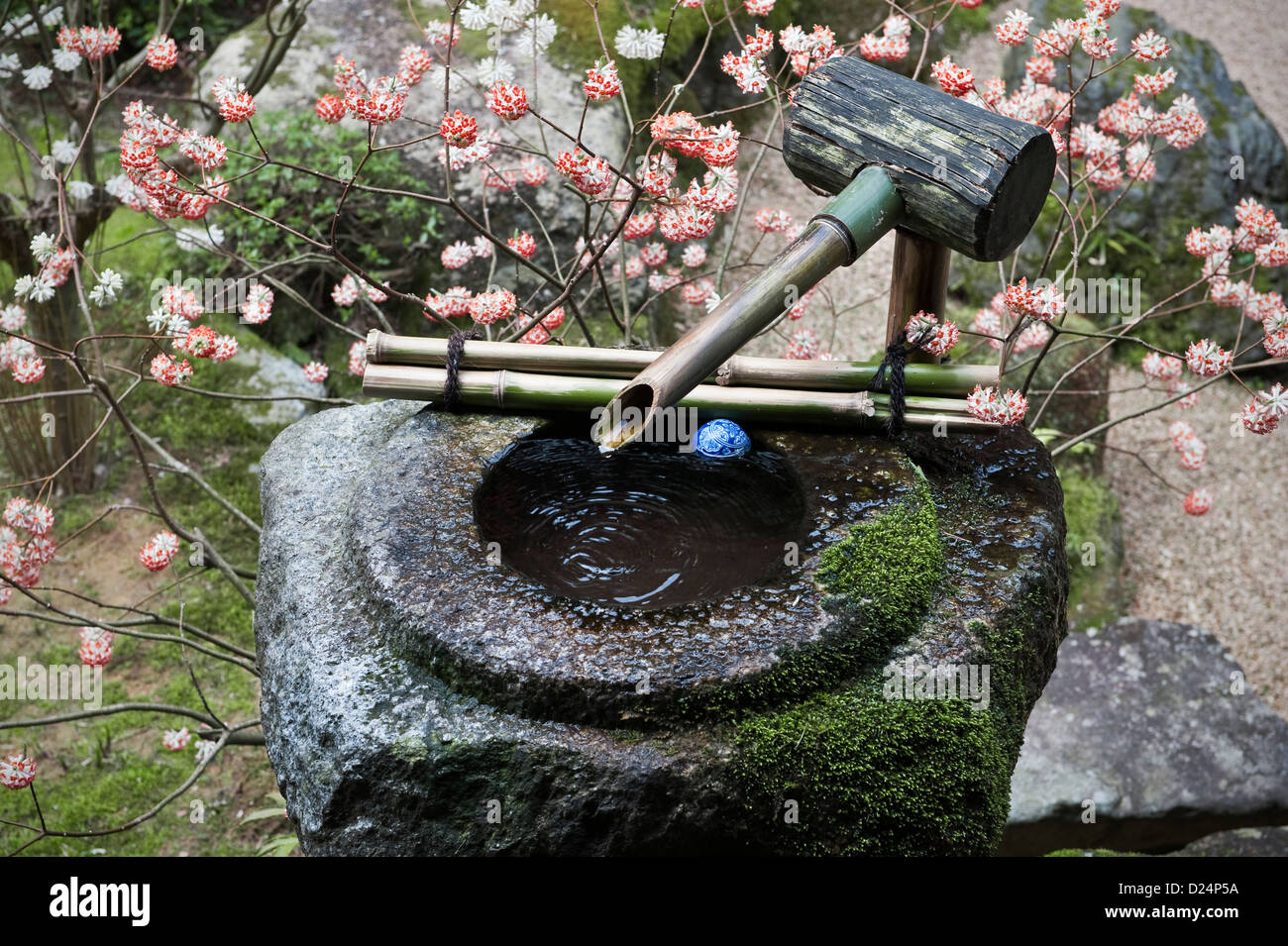 A stone tsukubai or water basin for ritual washing at the zen Buddhist ...