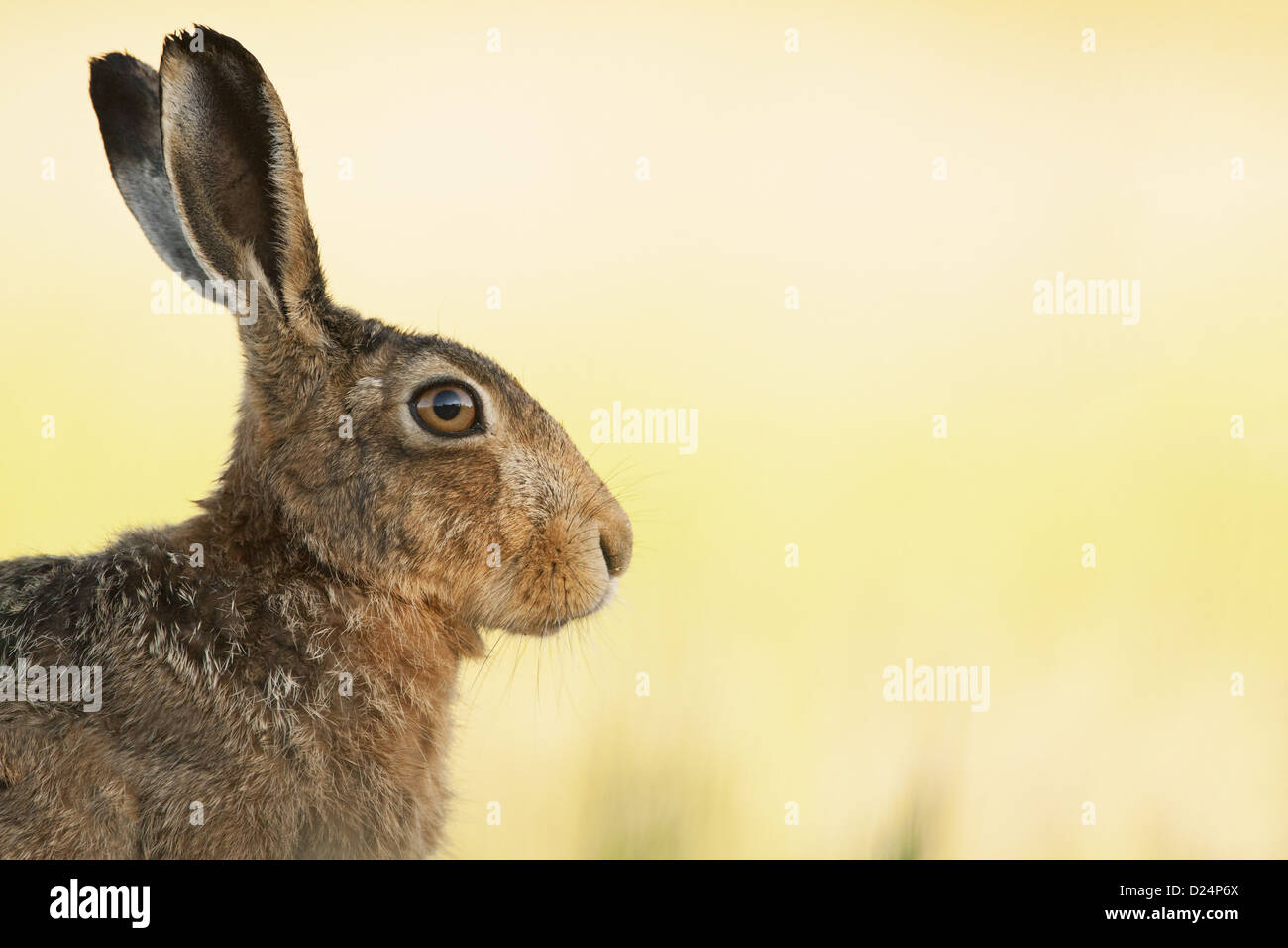 Head hare hi-res stock photography and images - Alamy