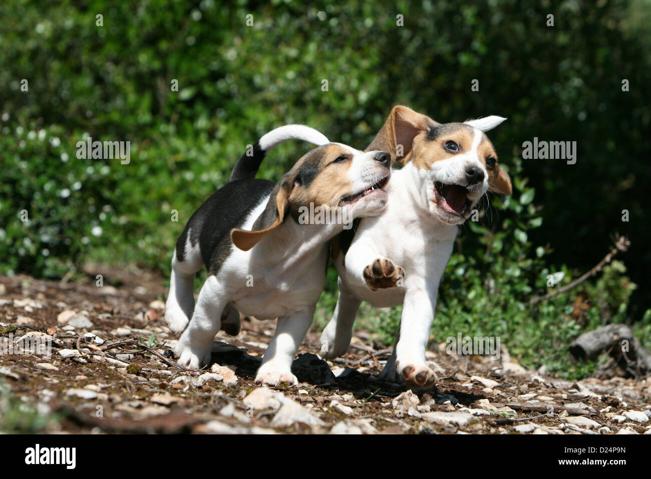 Cute Beagle Puppies Playing