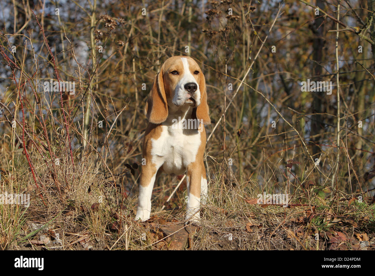 Dog Beagle adult standing in a forest Stock Photo - Alamy