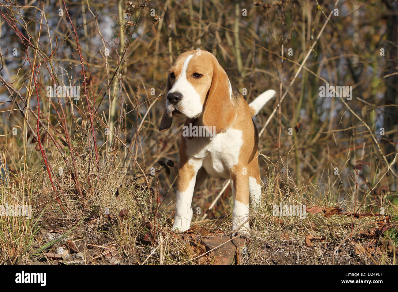 Detection dog forest hi-res stock photography and images - Alamy