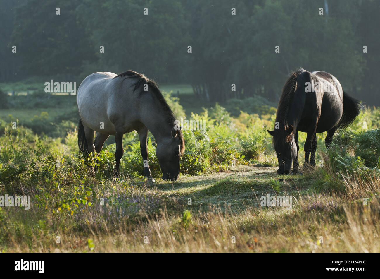 Konik Horse Equus caballus gemelli two adults feeding used conservation ...