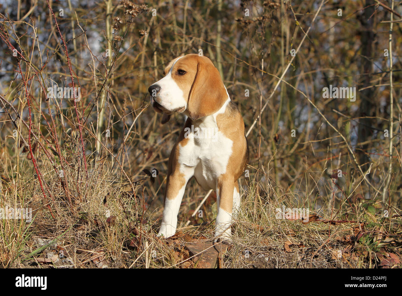 Dog Beagle adult standing in a forest Stock Photo - Alamy